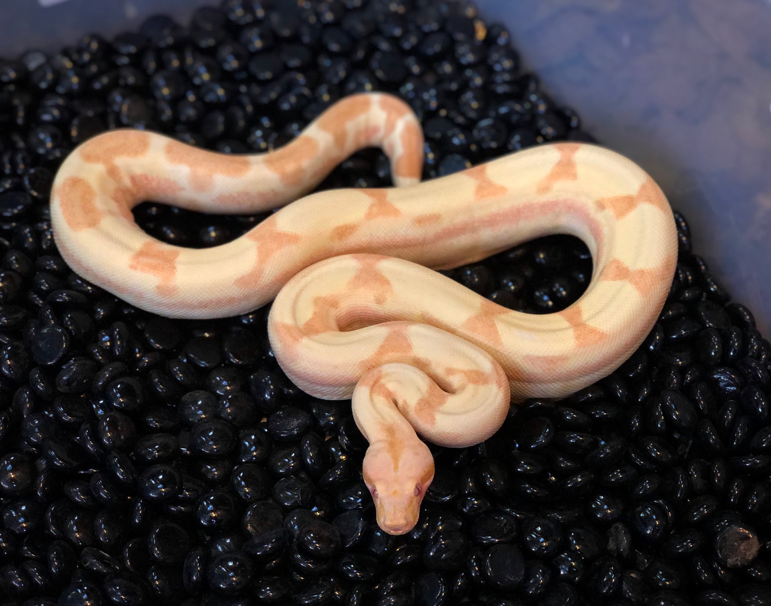 Pastel Aby Lipstick Super Sunglow Boa Constrictor by Adam Chesla ...