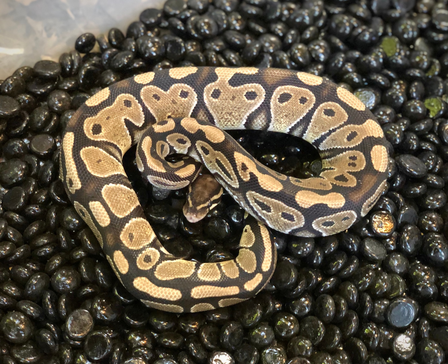 100% Dbl Het Vpi Axanthic True Ghost Poss Yb Ball Python by Adam Chesla ...