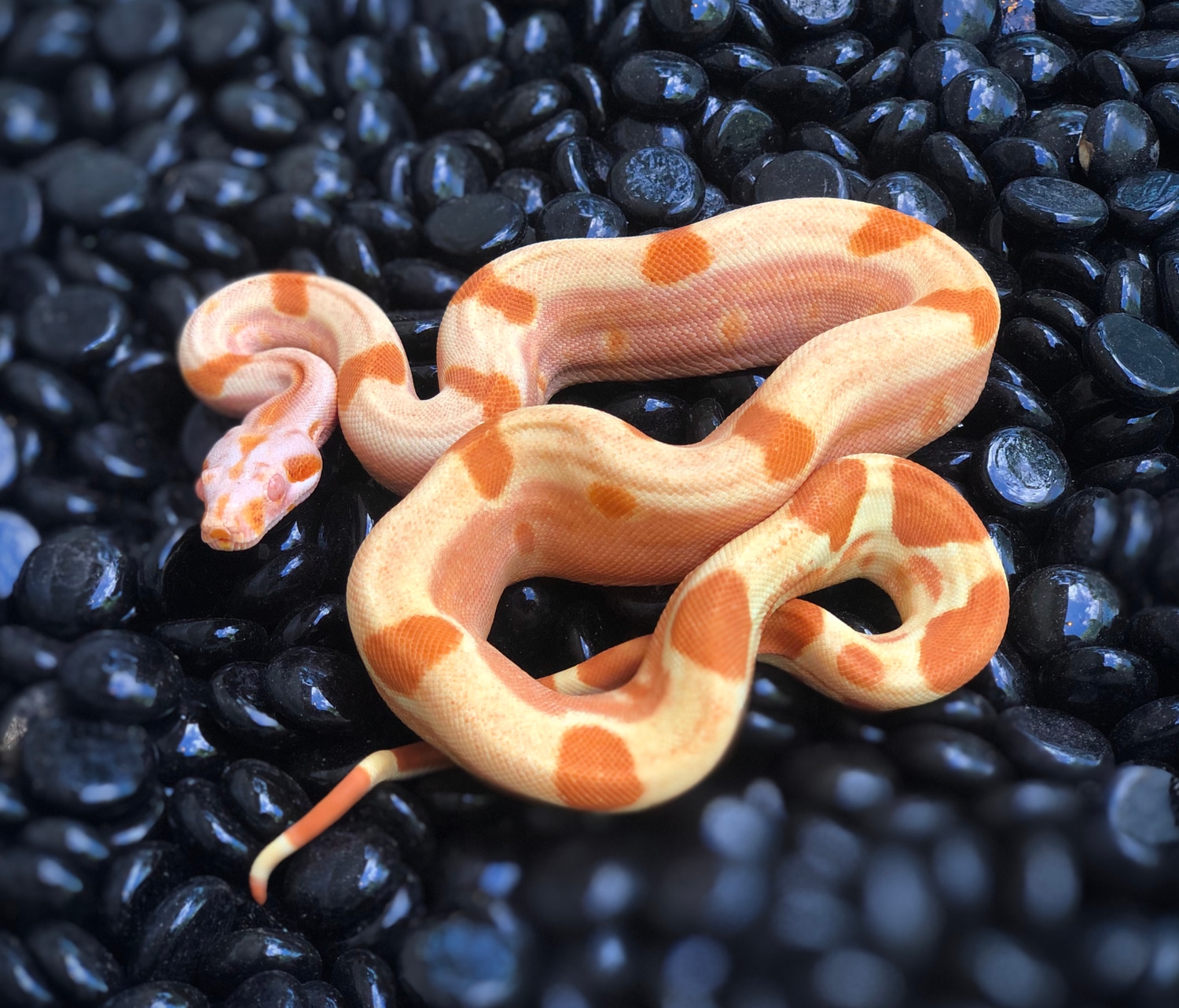 Purple Sharp Sunglow Jungle! Boa Constrictor by Adam Chesla Reptiles ...