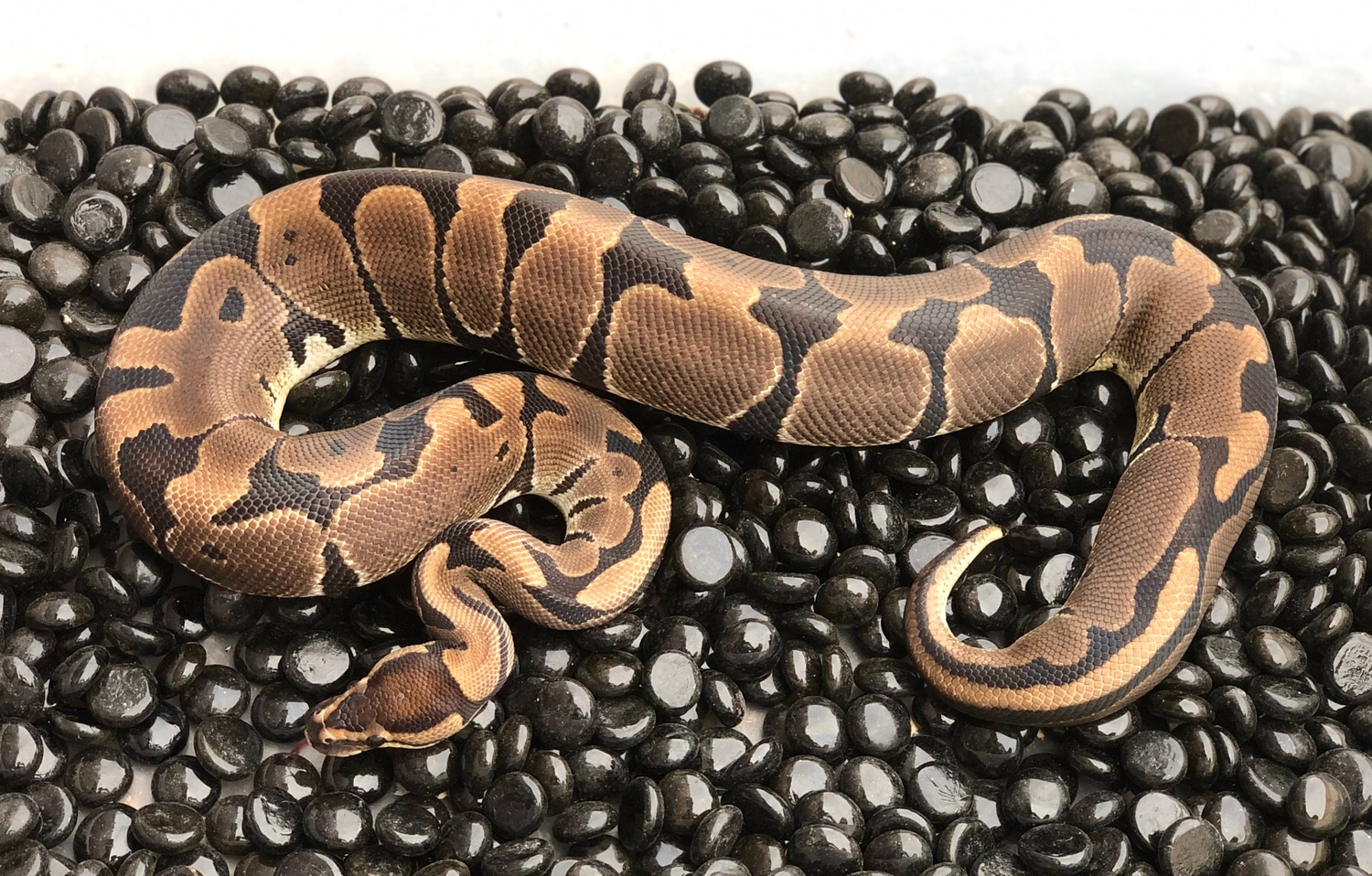 Super Blade Female!!! Ball Python by Adam Chesla Reptiles - MorphMarket
