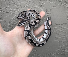 Vpi Axanthic Calico Spotnose! Ball Python by Adam Chesla Reptiles ...