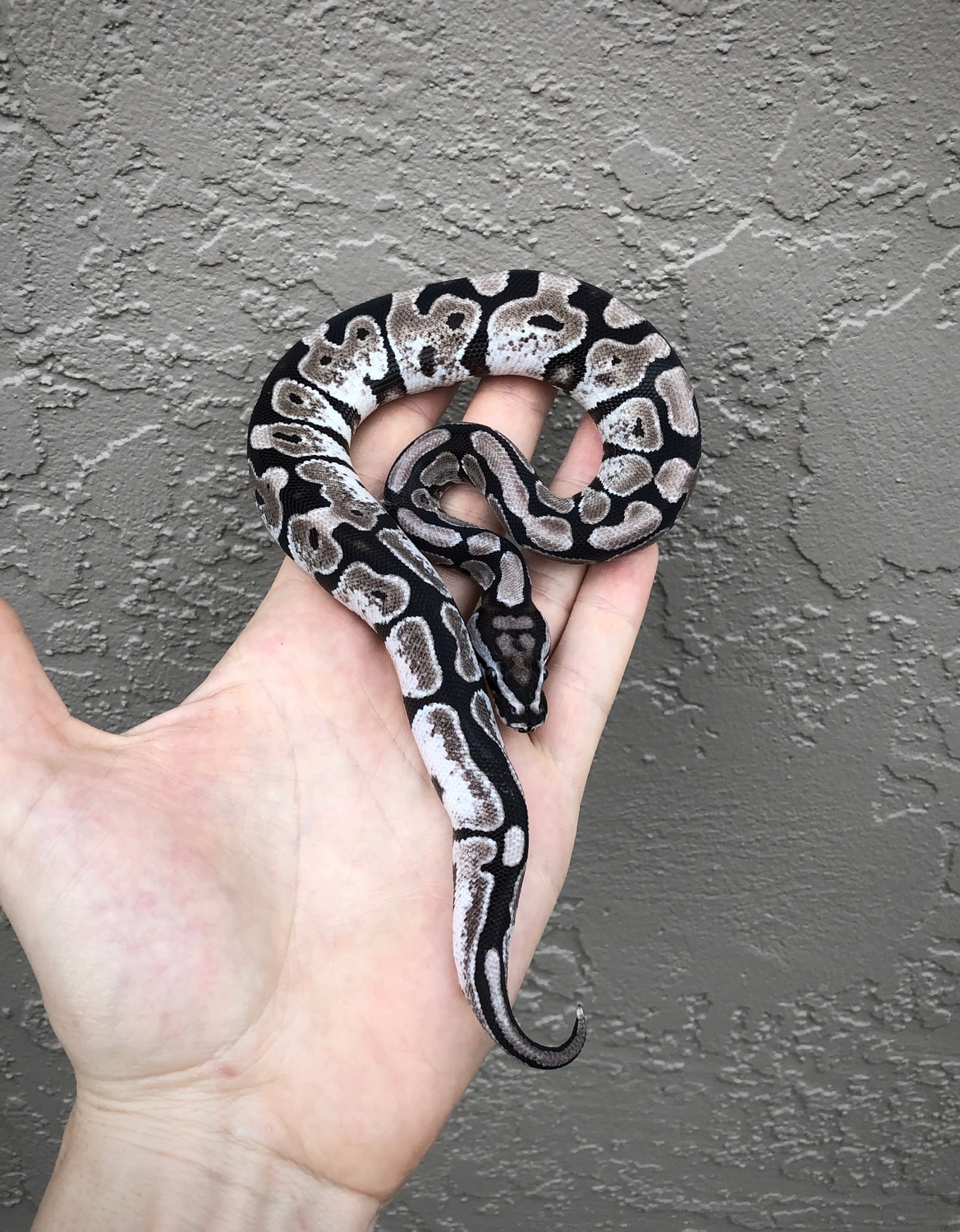 Vpi Axanthic Calico Spotnose! Ball Python by Adam Chesla Reptiles ...