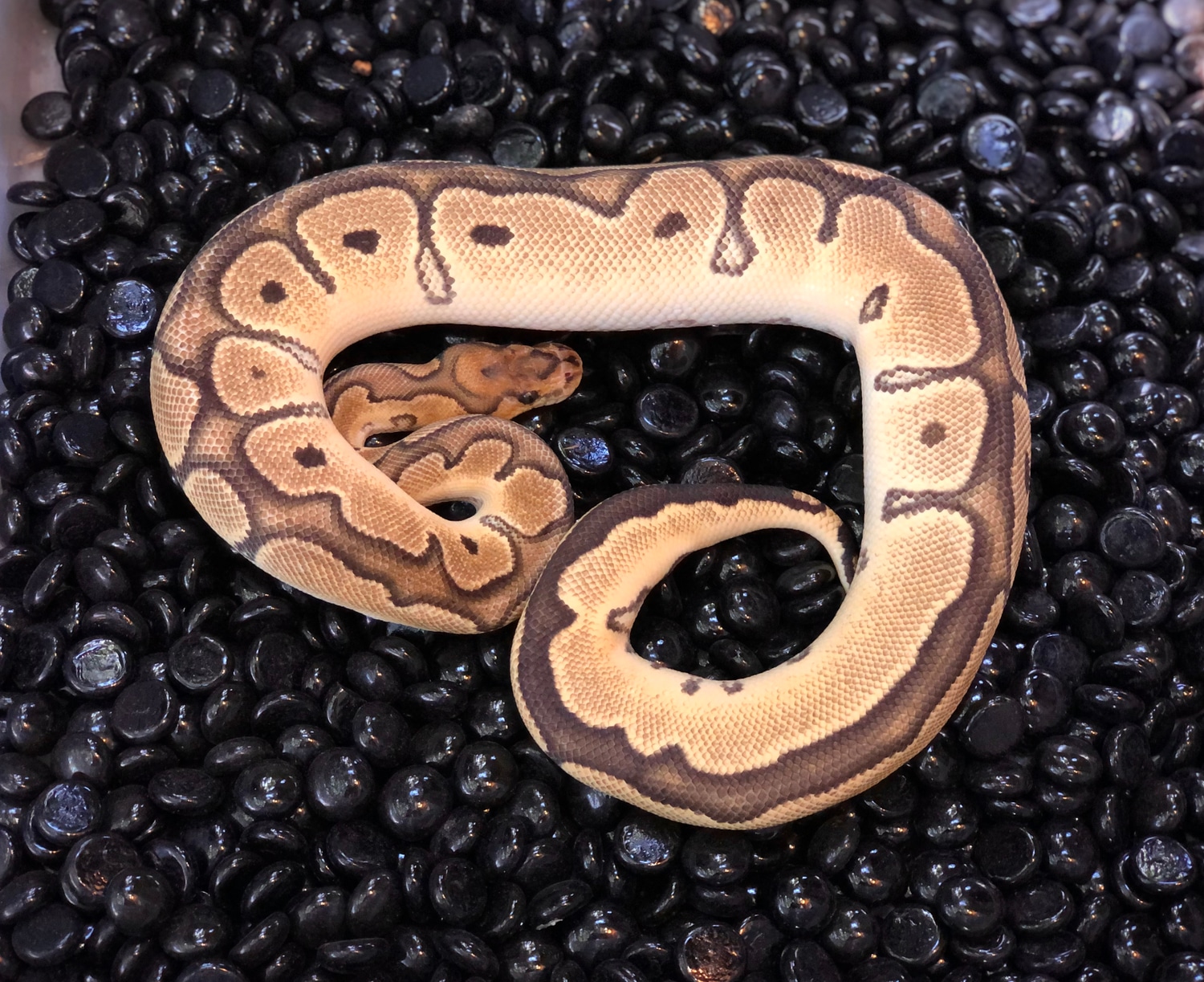 Orange Dream Clown Ball Python by Adam Chesla Reptiles - MorphMarket