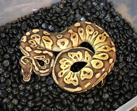 PASTEL BONGO - Adult Female! Ball Python by Adam Chesla Reptiles