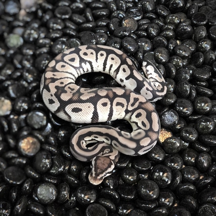 Zebra Pastel Ball Python by Adam Chesla Reptiles - MorphMarket