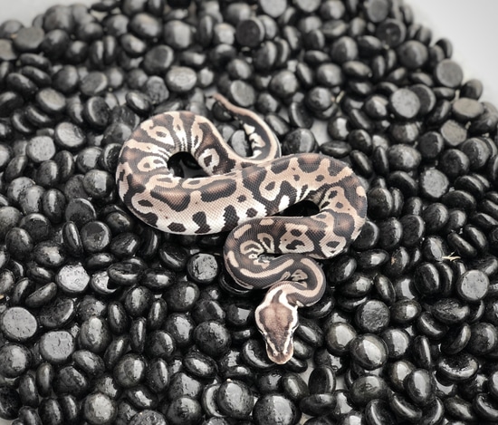 Vpi Axanthic Pastel Leopard 100% Het Clown Ball Python by Adam Chesla ...