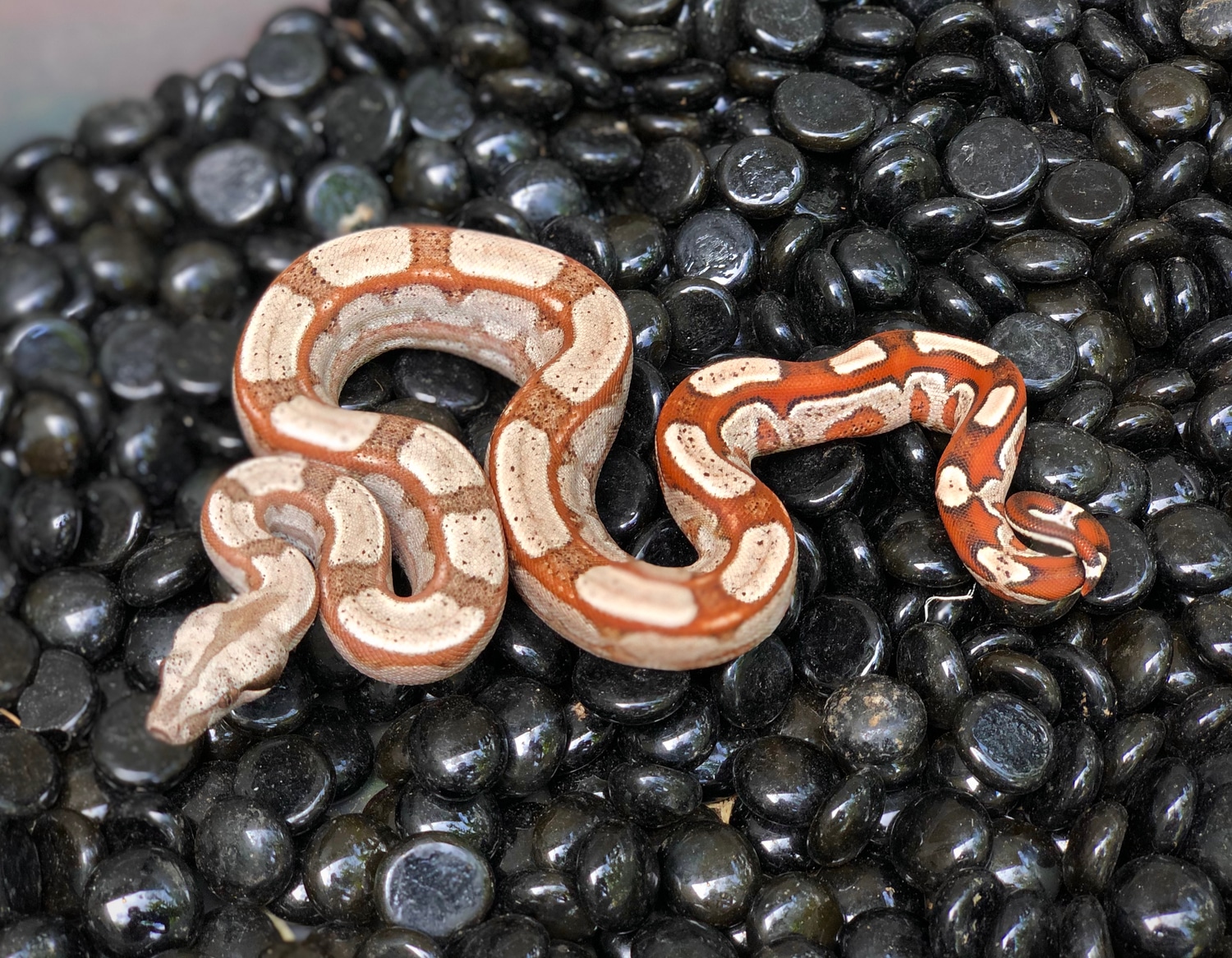 Ck Pastel Keywest Raptor Boa Constrictor by Adam Chesla Reptiles ...