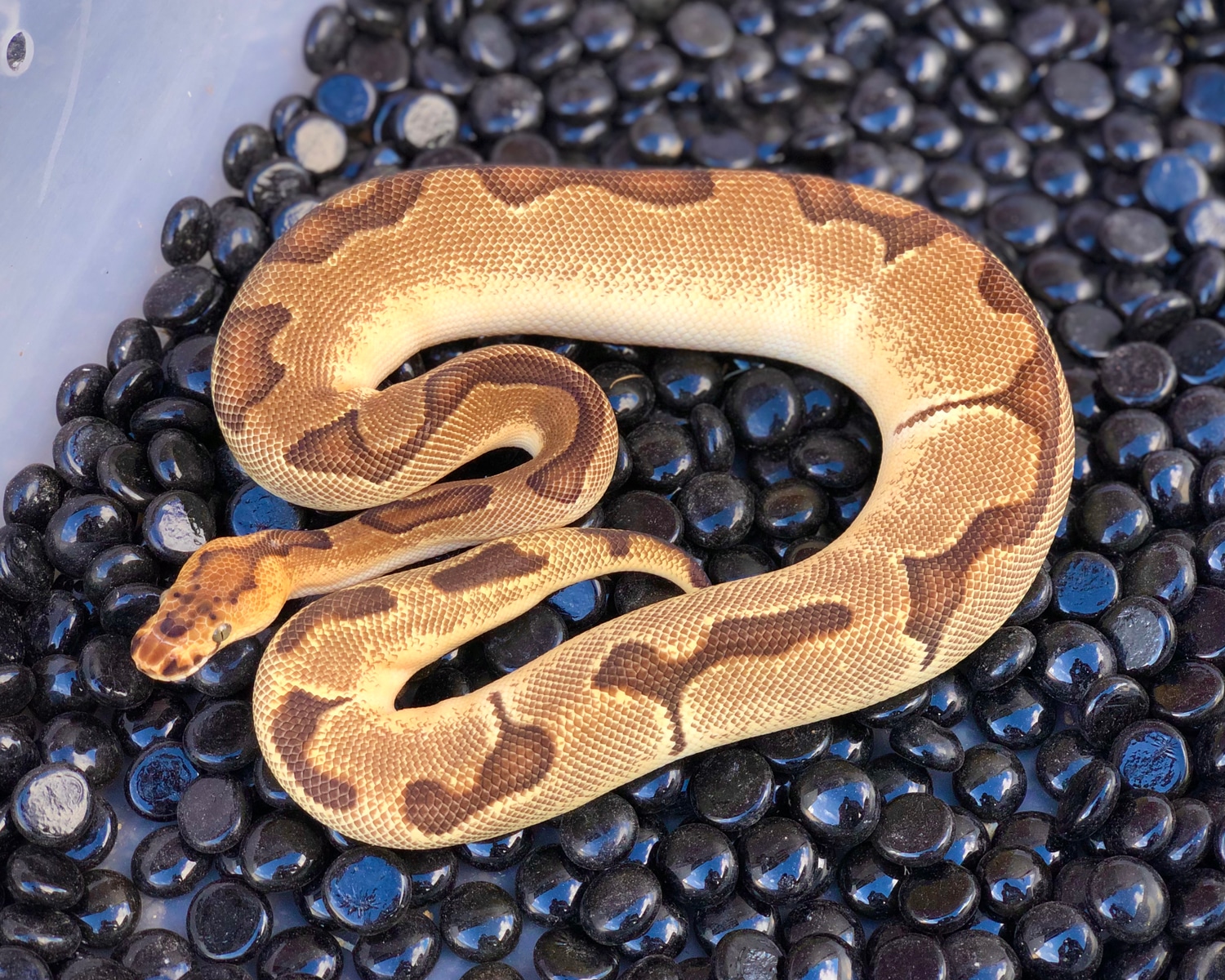 Orange Dream Enchi Blade Clown Ball Python by Adam Chesla Reptiles ...