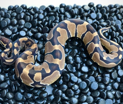 GHI Mojave Pied - Adult Female! Ball Python by Adam Chesla Reptiles ...