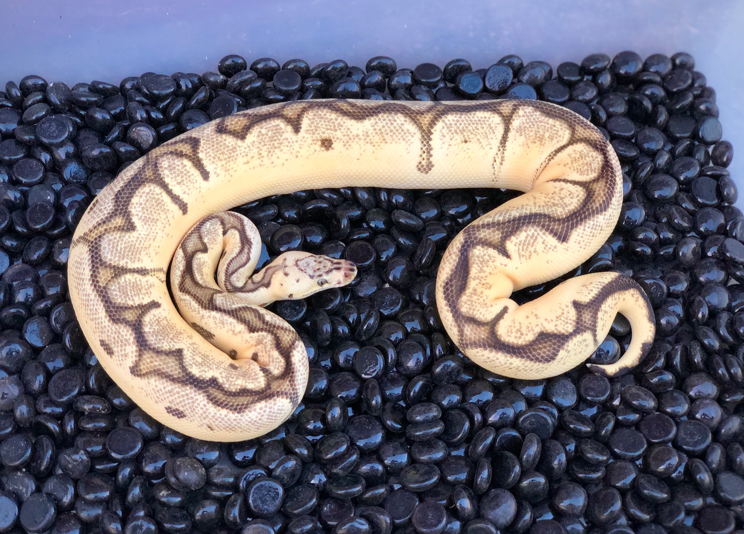 ORANGE DREAM PASTEL ENCHI PROB VANILLA CLOWN - 1,000 Grams! Ball Python ...