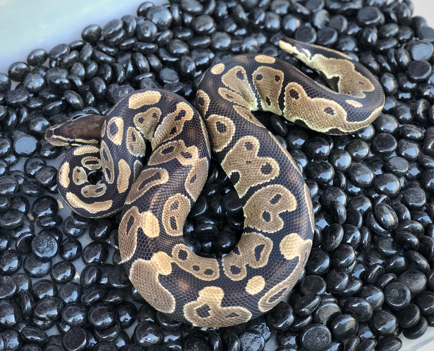 100% Het Vpi Axanthic Pied Ball Python by Adam Chesla Reptiles ...