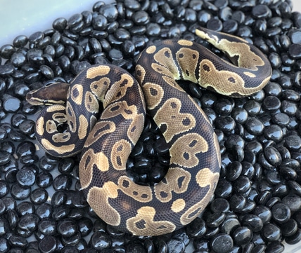 Super OD Leopard Enchi Champagne Ball Python by Adam Chesla Reptiles ...