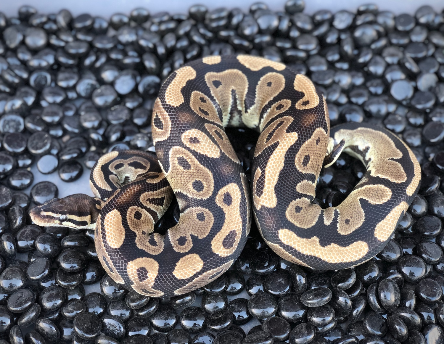 100% Het Vpi Axanthic Pied Ball Python by Adam Chesla Reptiles ...