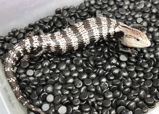 Axanthic Halmahera Blue Tongue Skink Halmahera Blue-Tongued Skink by ...