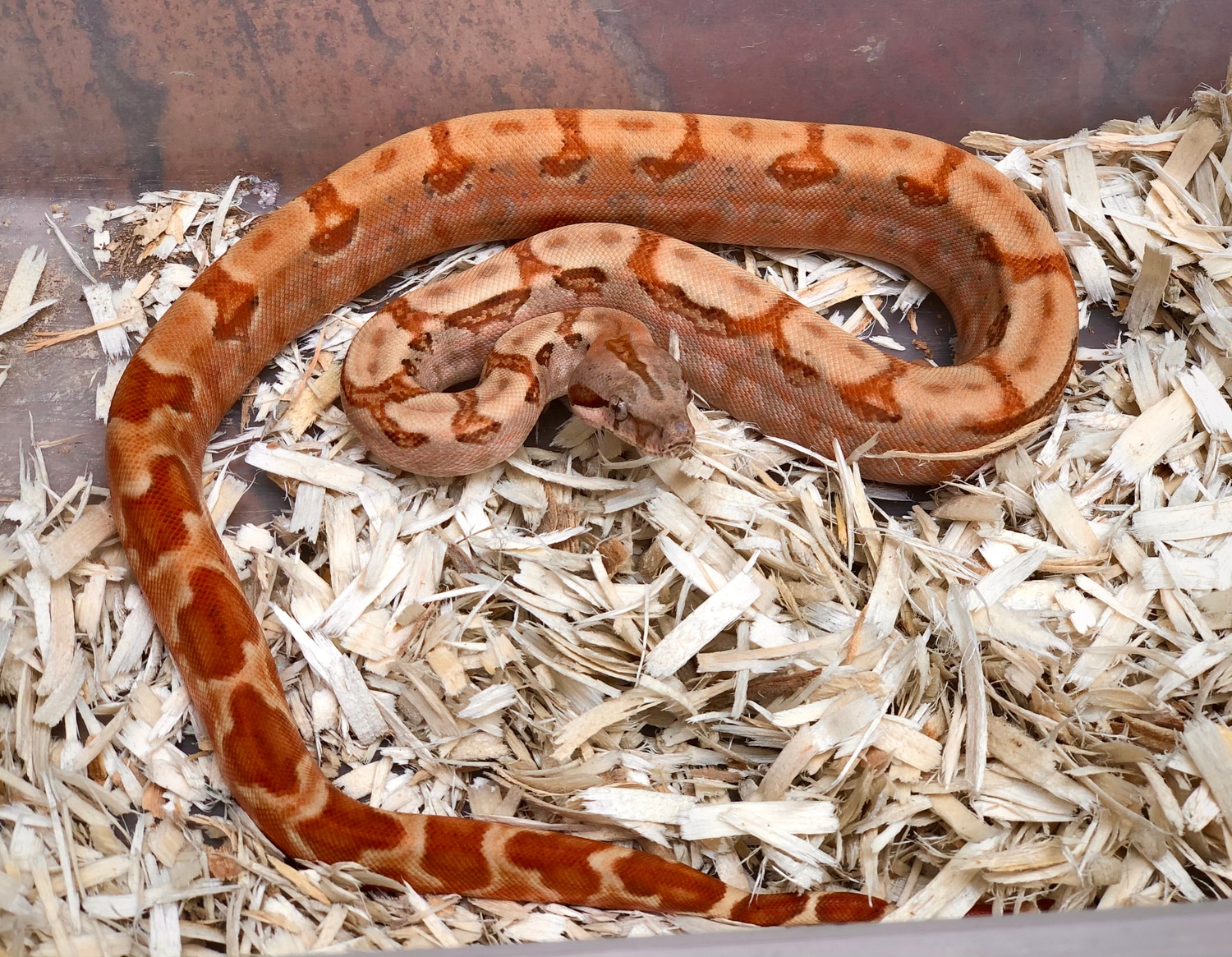 PROB SUPER HYPO 100% HET CA T+ SUNGLOW - High Quality! Boa Constrictor ...