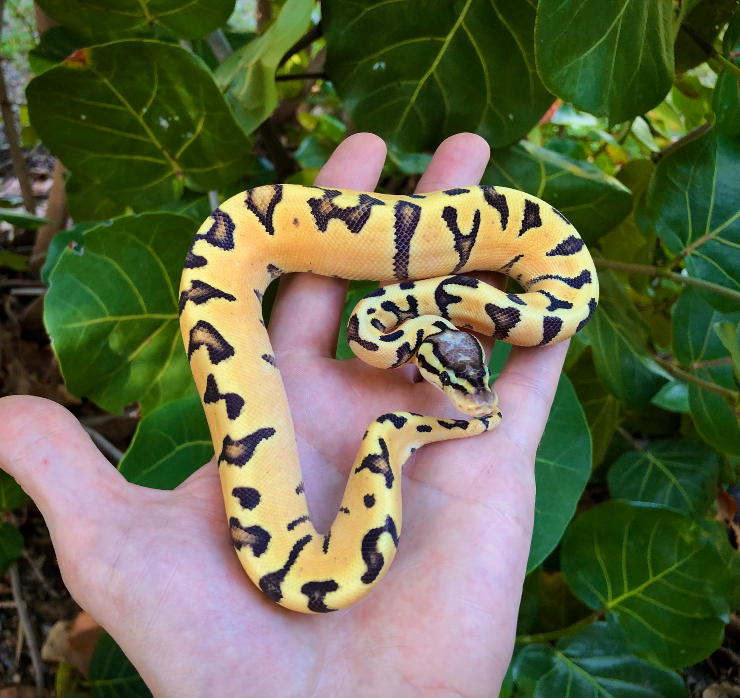 Zebra Super Pastel 66% Het Hypo Ball Python by Adam Chesla Reptiles ...