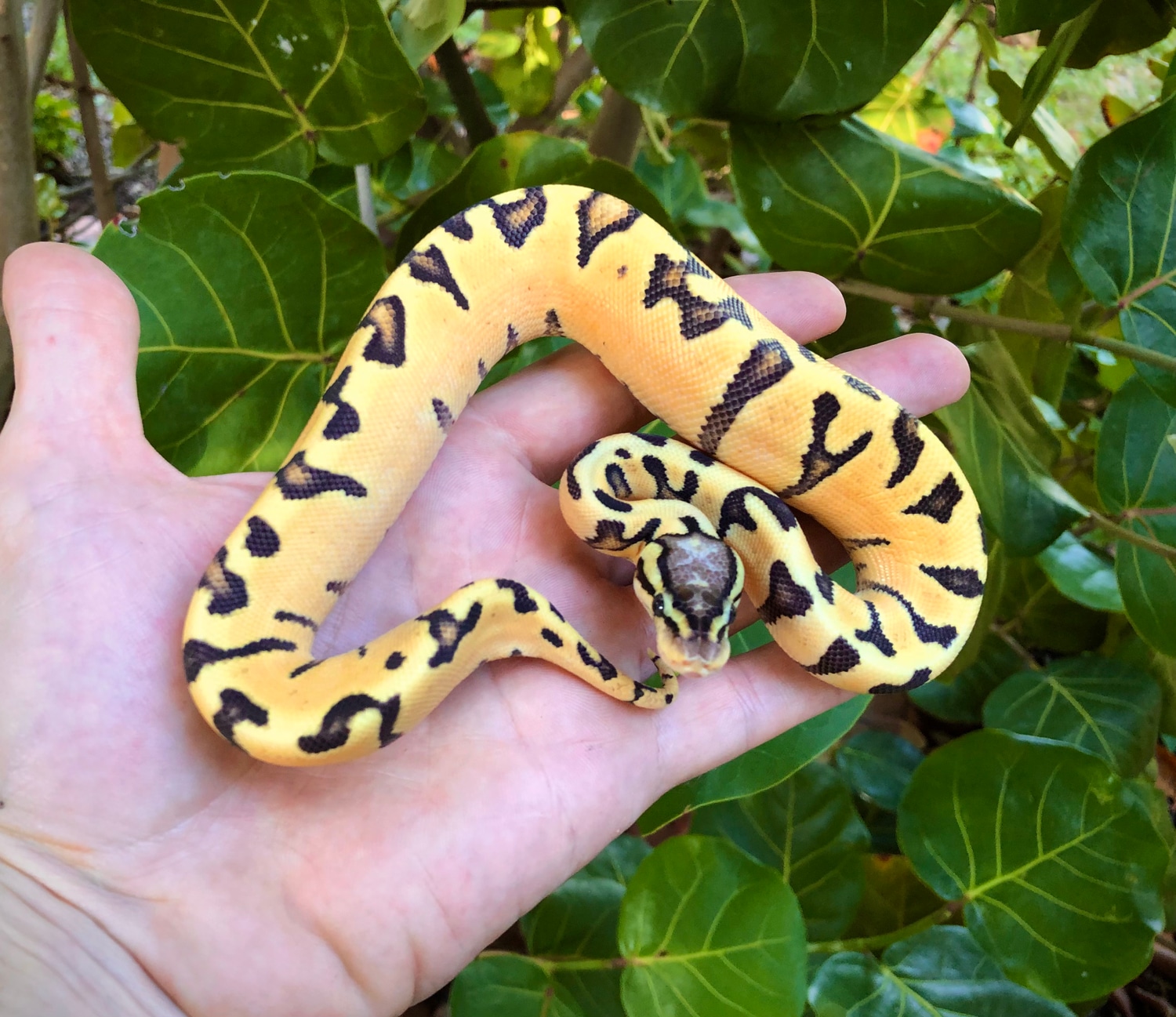 Zebra Super Pastel 66% Het Hypo Ball Python by Adam Chesla Reptiles ...