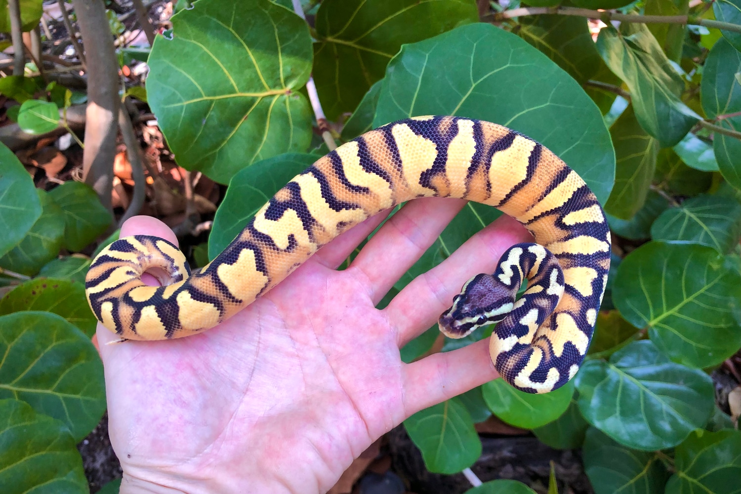 Zebra Super Pastel 66% Het Hypo Ball Python by Adam Chesla Reptiles ...