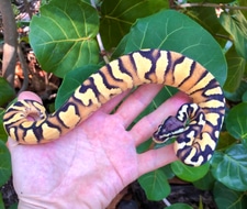 Zebra Super Pastel 66% Het Hypo Ball Python by Adam Chesla Reptiles ...