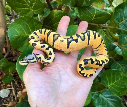 Zebra Pastel Ball Python by Adam Chesla Reptiles - MorphMarket