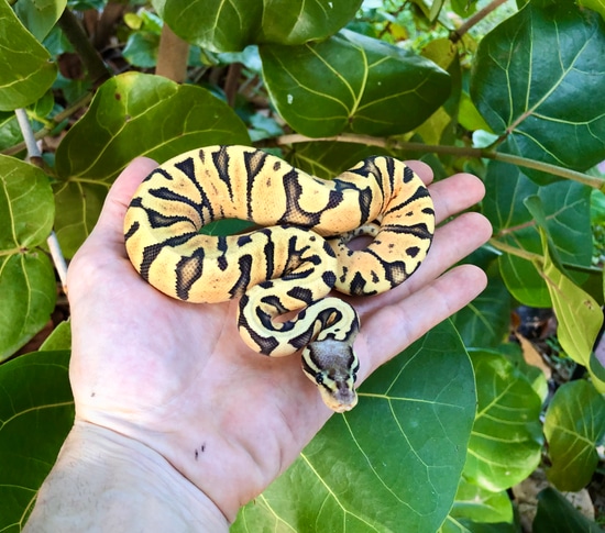 Zebra Super Pastel 100% Het Ghost Ball Python by Adam Chesla Reptiles