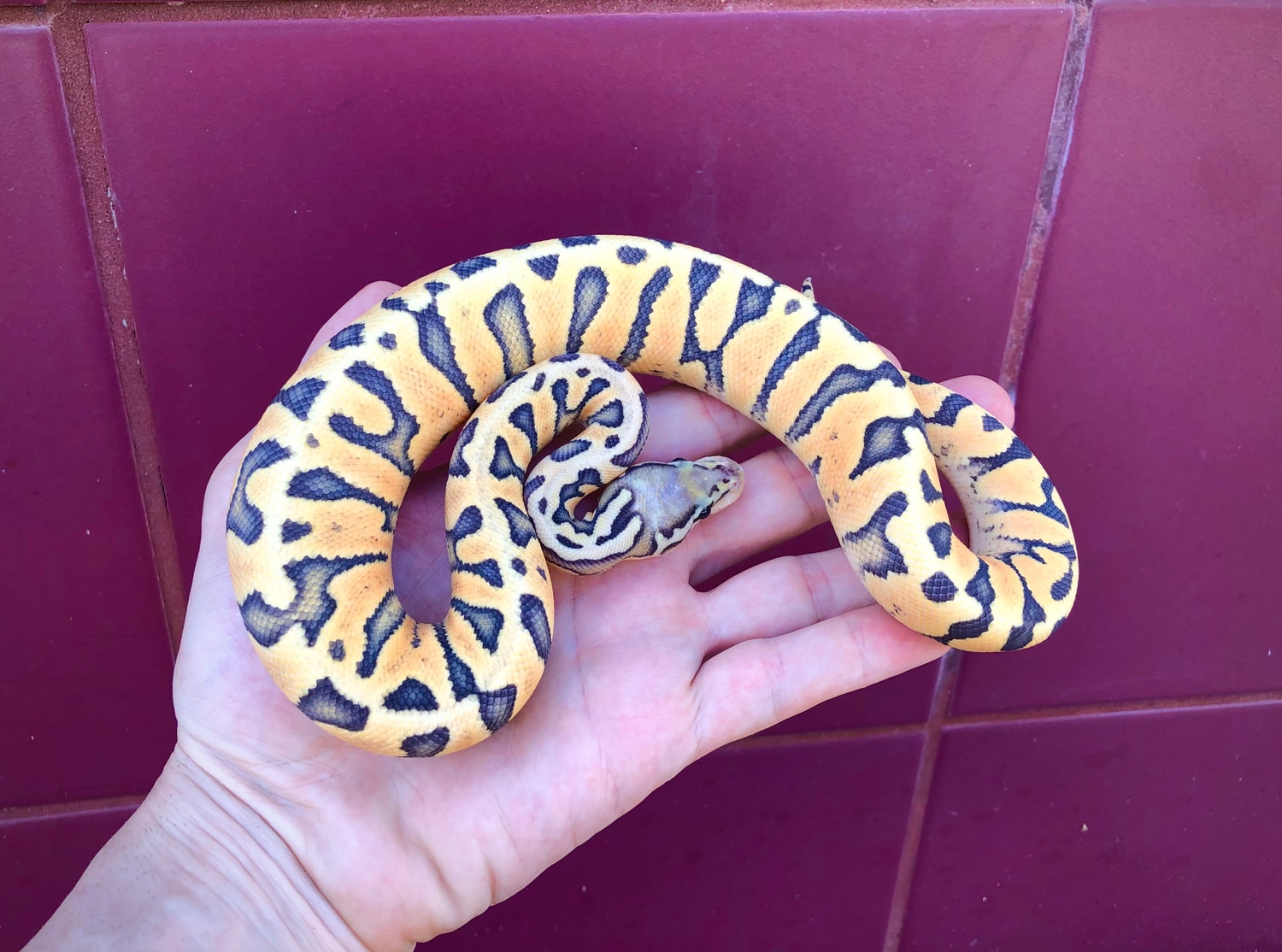Zebra Ghost Super Pastel Ball Python by Adam Chesla Reptiles - MorphMarket