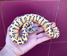 Zebra Ghost Super Pastel Ball Python by Adam Chesla Reptiles - MorphMarket
