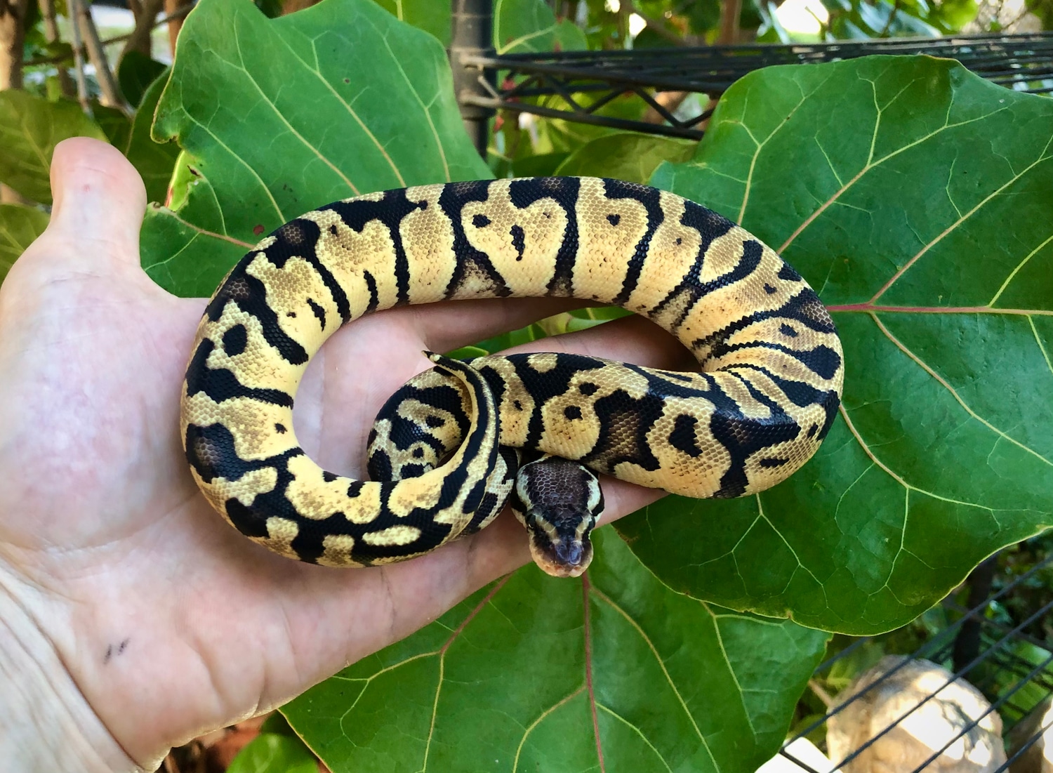 Pastel 100% Het Zebra Ball Python by Adam Chesla Reptiles - MorphMarket