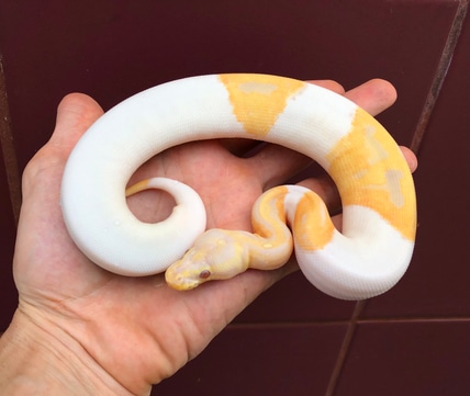 Zebra Pastel Ball Python by Adam Chesla Reptiles - MorphMarket