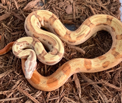 Poss Super Sunglow Jungle IMG Boa Constrictor by Adam Chesla Reptiles ...