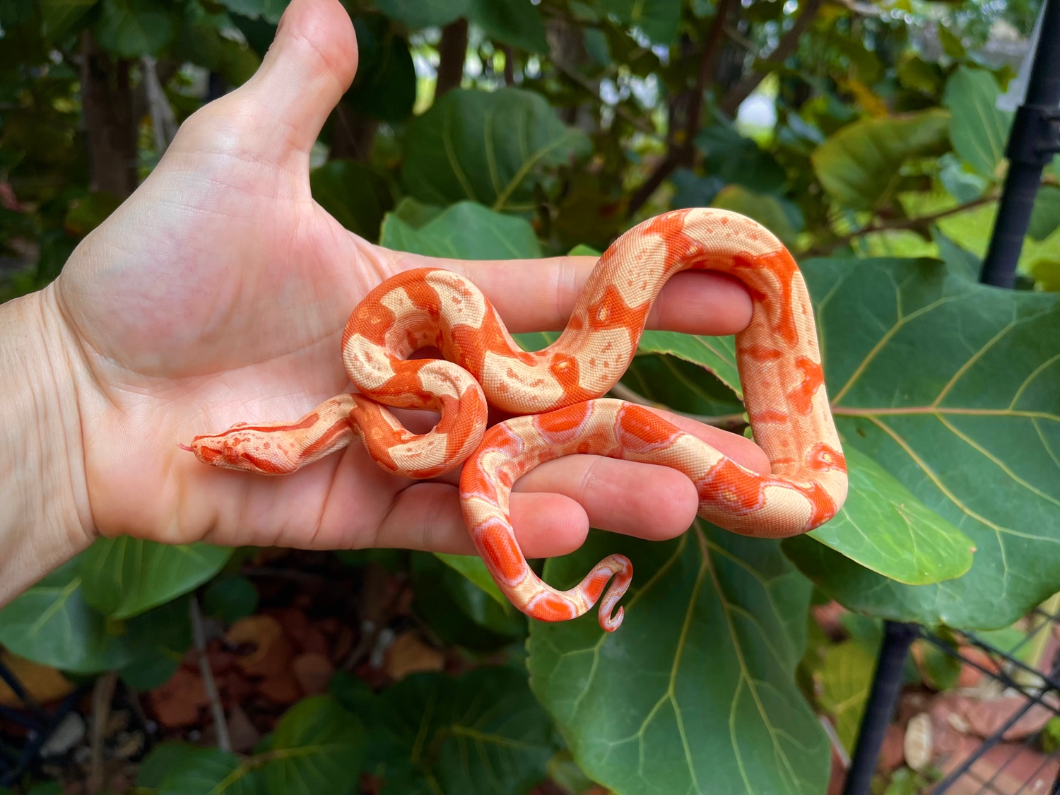 Double Dose Lipstick Pastel Aby Hypo Img 100% Het Sunglow Boa ...