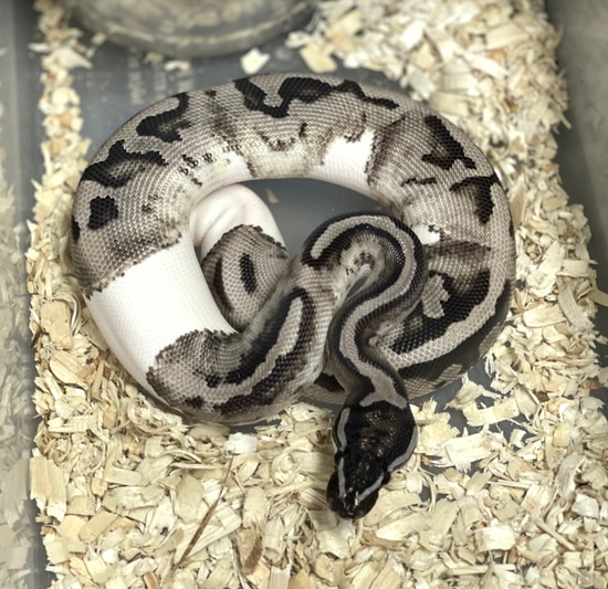 Vpi Axanthic Pied Ball Python by Adam Chesla Reptiles