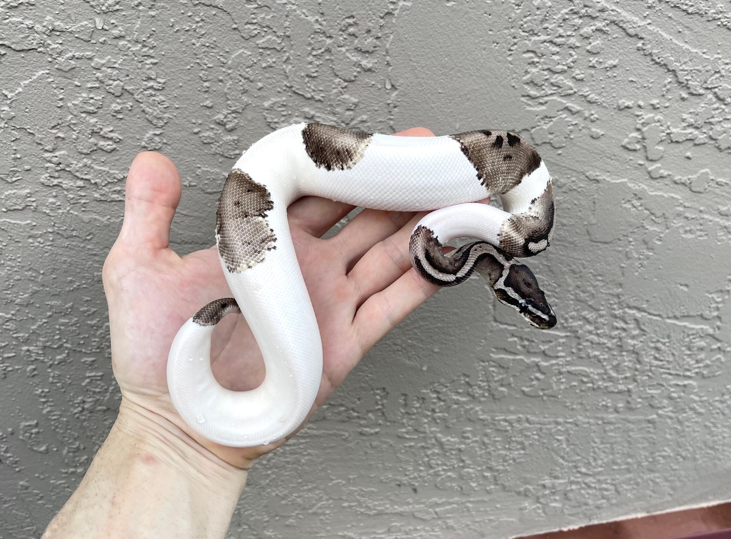 Vpi Axanthic Pied - High Quality! Ball Python by Adam Chesla Reptiles ...