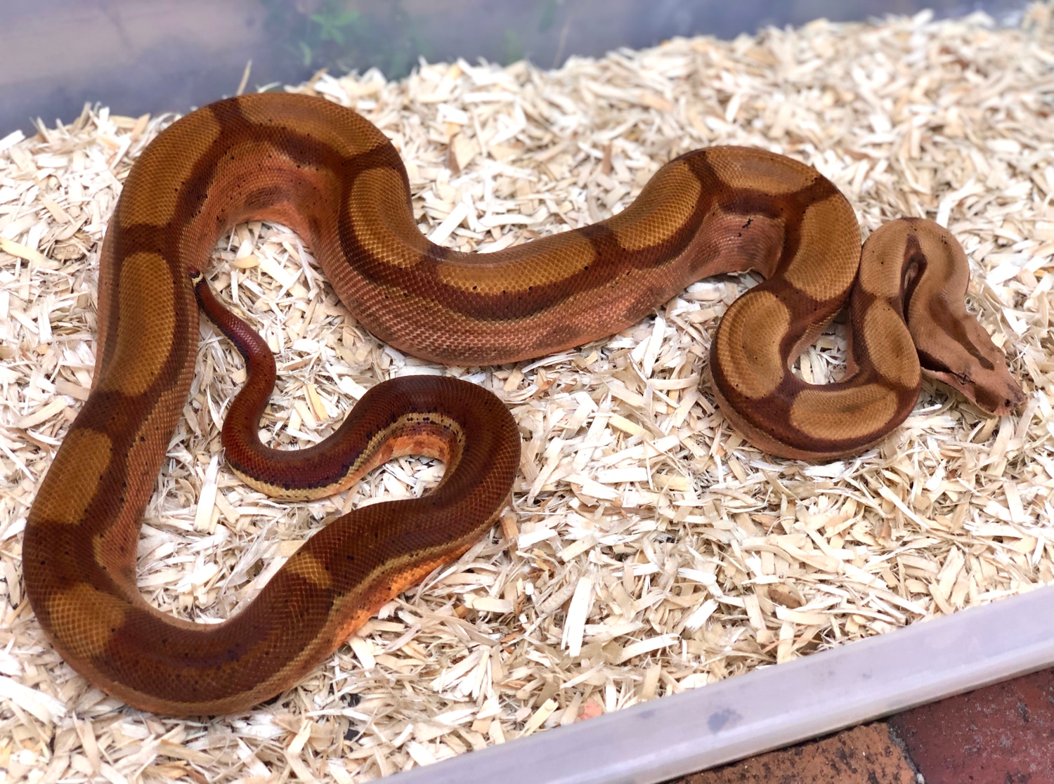 Hypo Inca Jungle 100% Het Sharp Sunglow Boa Constrictor by Adam Chesla ...
