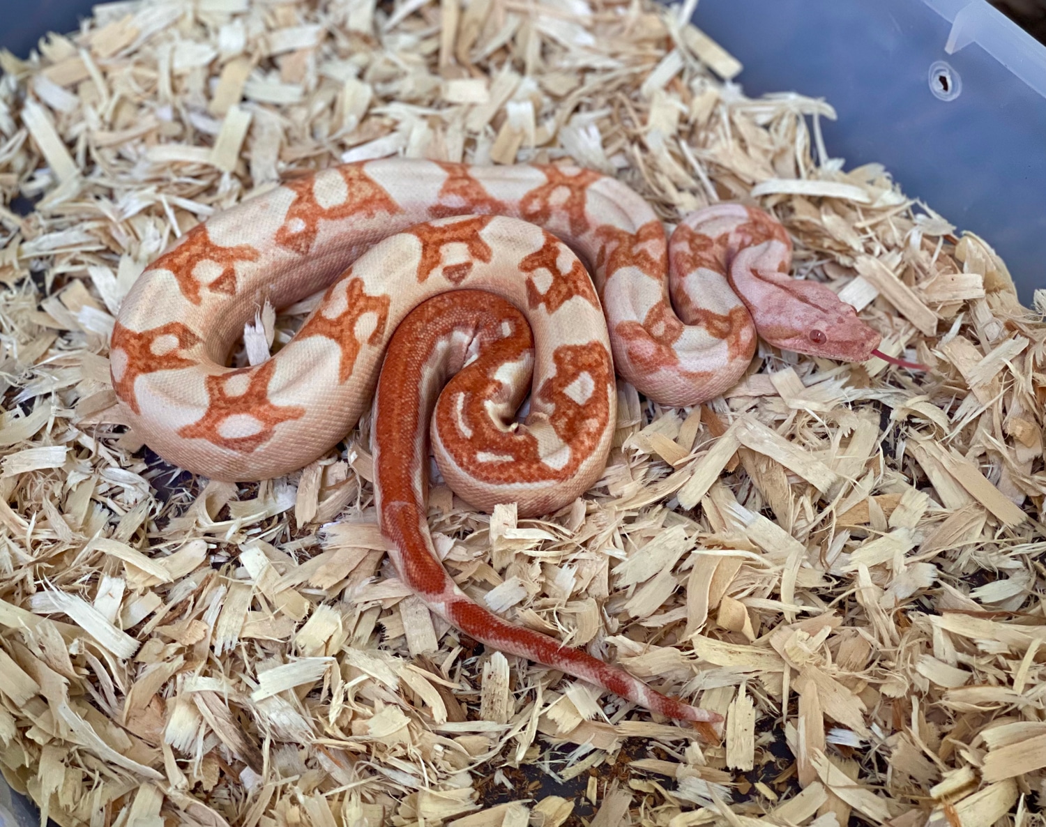 Sunglow 66% Het Sun Dragon Boa Constrictor by Adam Chesla Reptiles ...