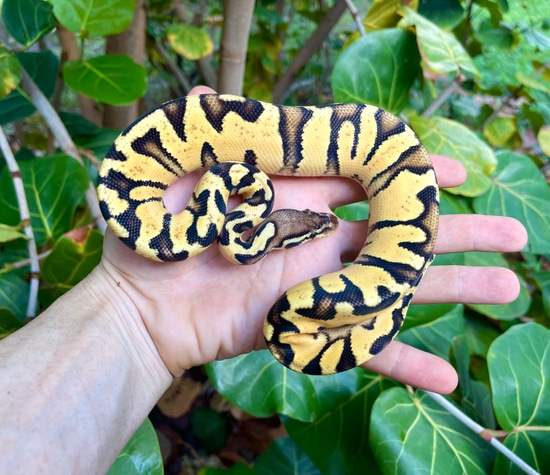 Zebra Pastel Ball Python by Adam Chesla Reptiles - MorphMarket