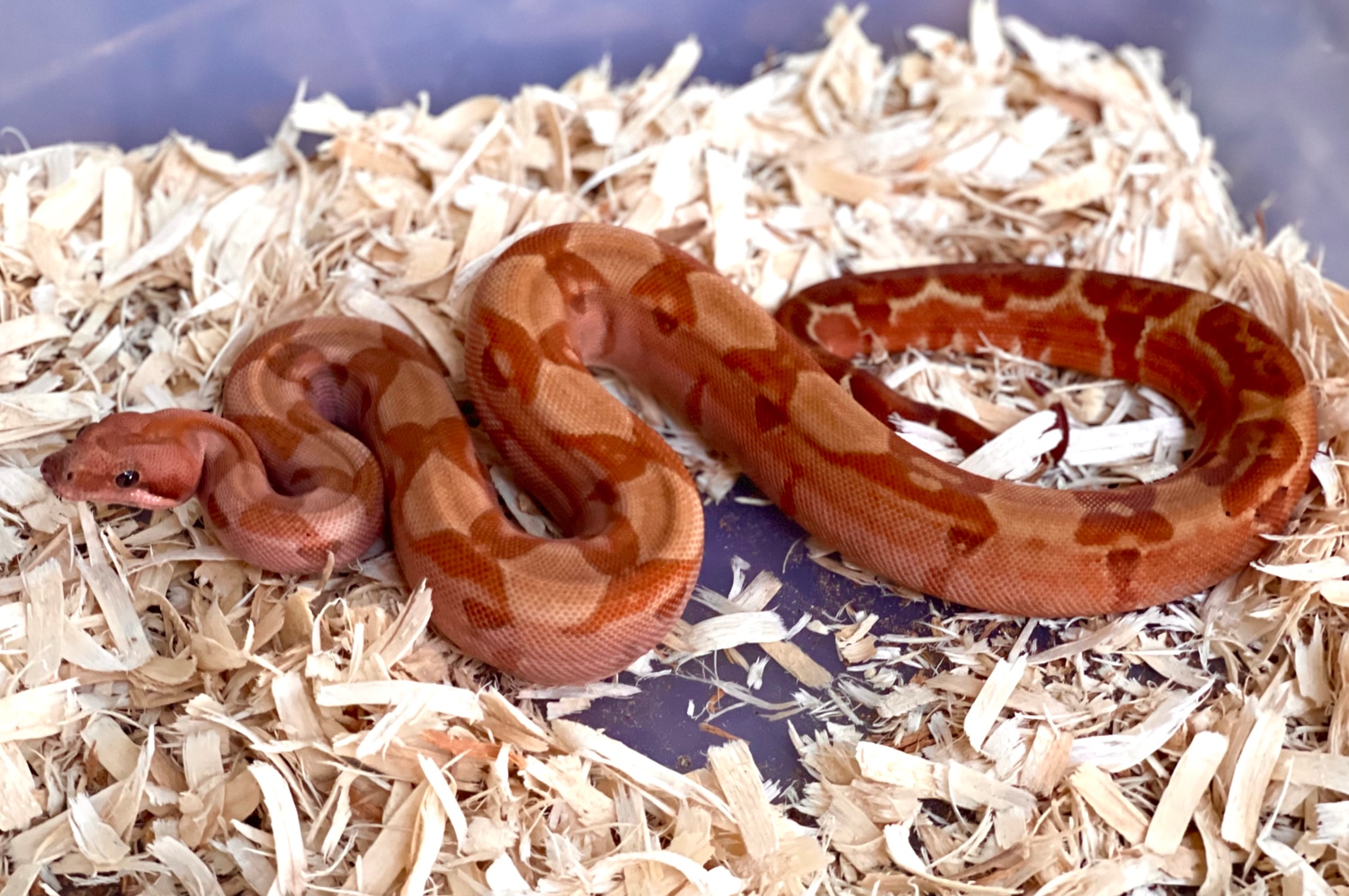 PROB SUPER BLOODY SALMON POSS JUNGLE 66% HET SUNGLOW(Sun Dragon) Boa ...