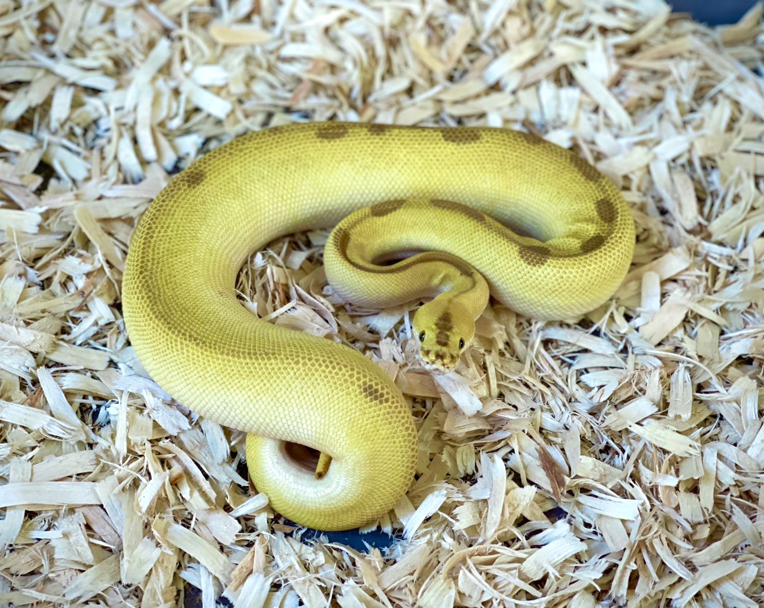 Super Enchi Leopard Butter Clown Ball Python by Adam Chesla Reptiles ...