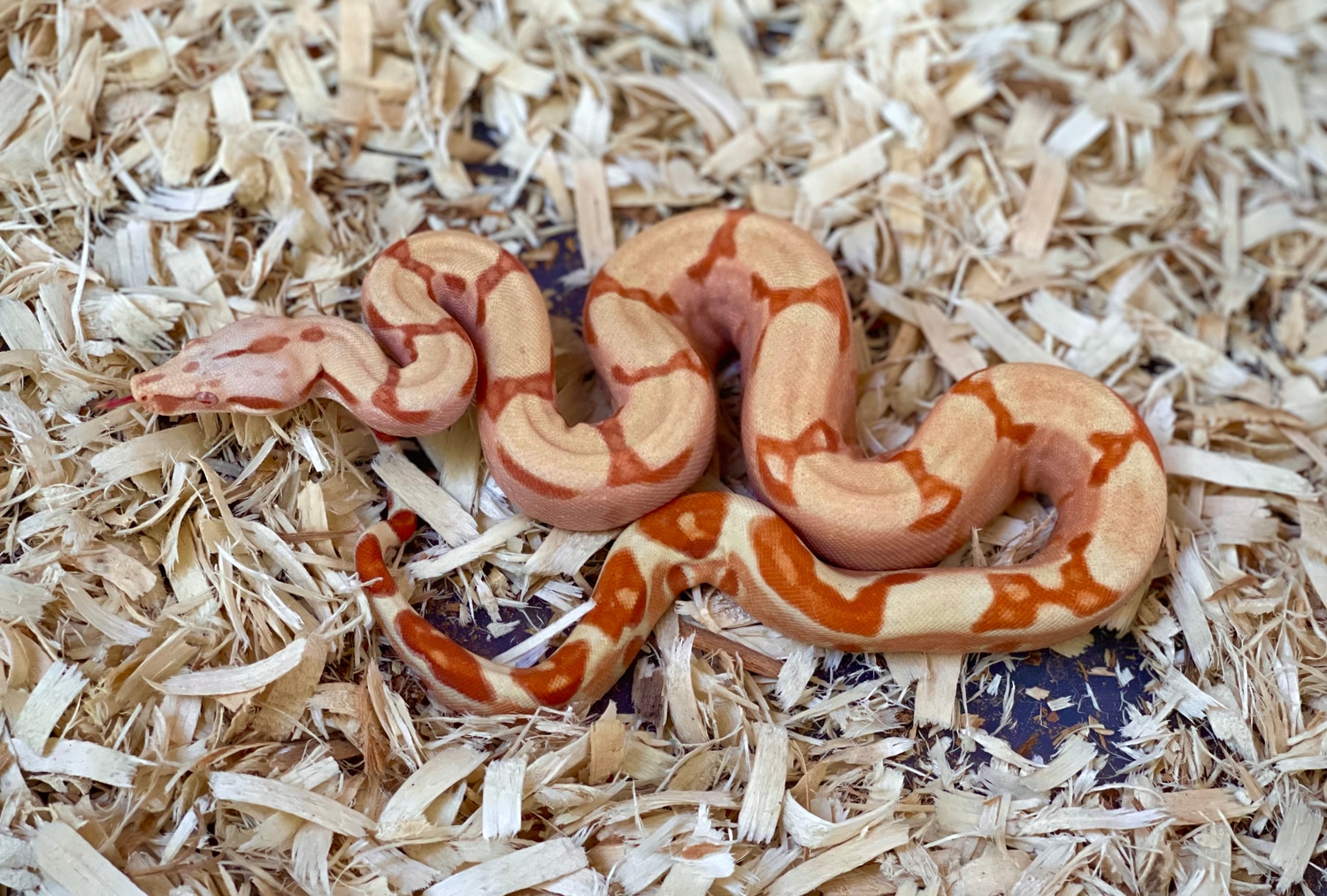 Prob Super Sunglow Pastel Flamingo Jungle Boa Constrictor by Adam ...