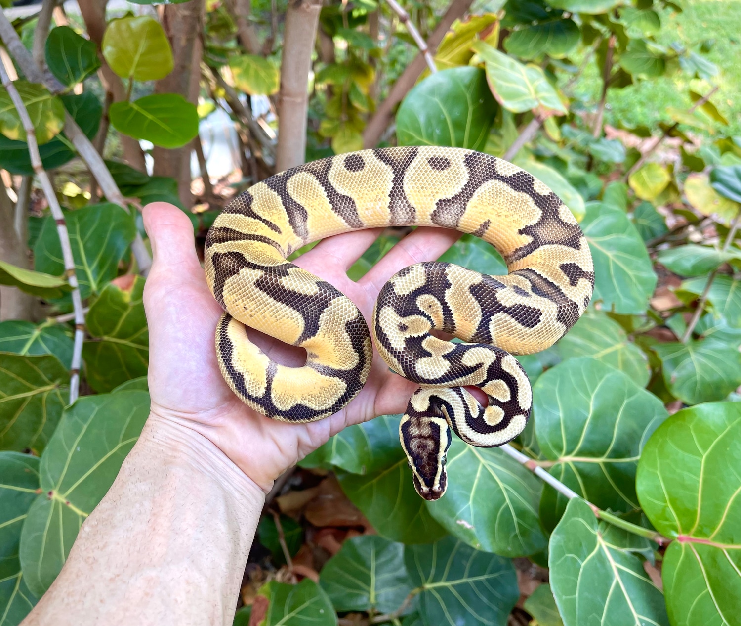 Pastel Enchi 100% Het Ghost Pied Ball Python by Adam Chesla Reptiles ...