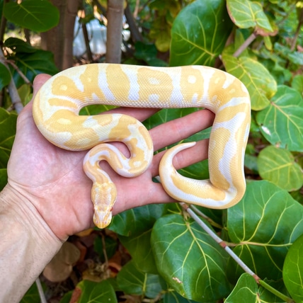 Clown Mahogany Leopard Ball Python by Adam Chesla Reptiles - MorphMarket