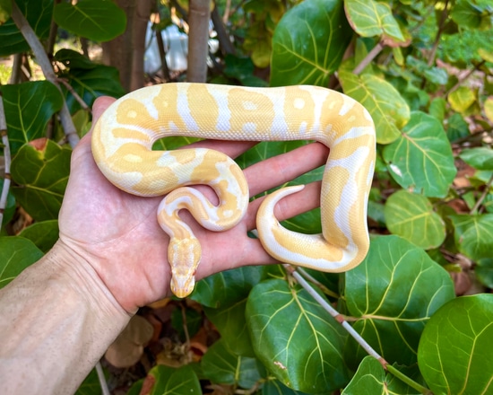 Poss Super Leopard Albino 100% Het Snow Ball Python by Adam Chesla Reptiles