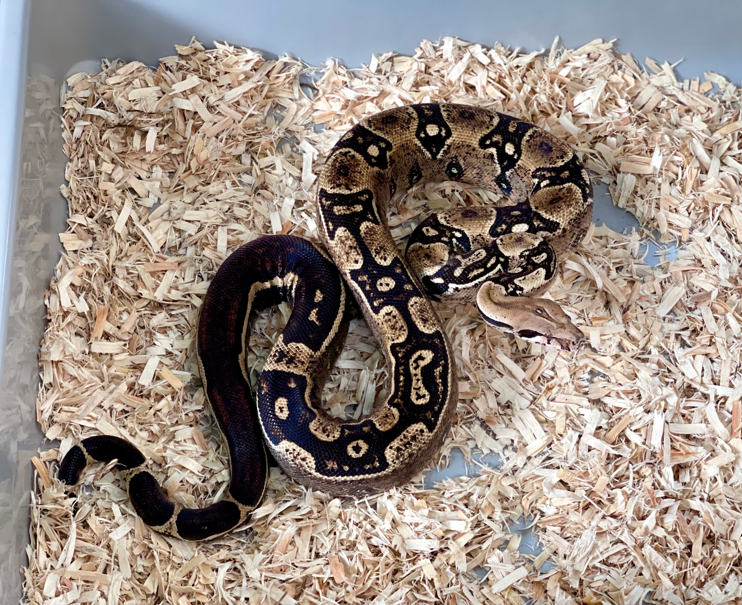 Jungle 100% Het Red Dragon Boa Constrictor by Adam Chesla Reptiles ...