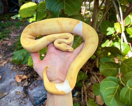 Albino Enchi Pied Poss Candino & Orange Dream Ball Python by Adam ...