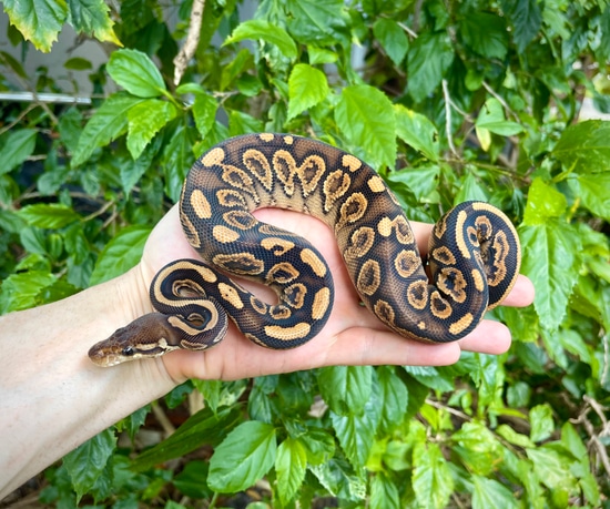 Black Pastel Yellowbelly 100% Het Candy Ball Python by Adam Chesla Reptiles