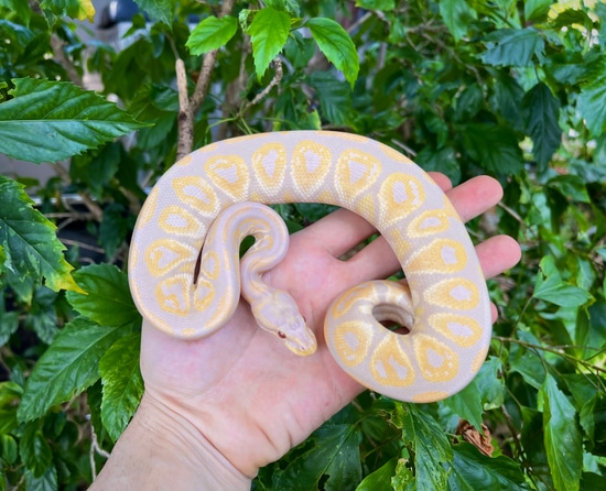 Black Pastel Candino Ball Python by Adam Chesla Reptiles
