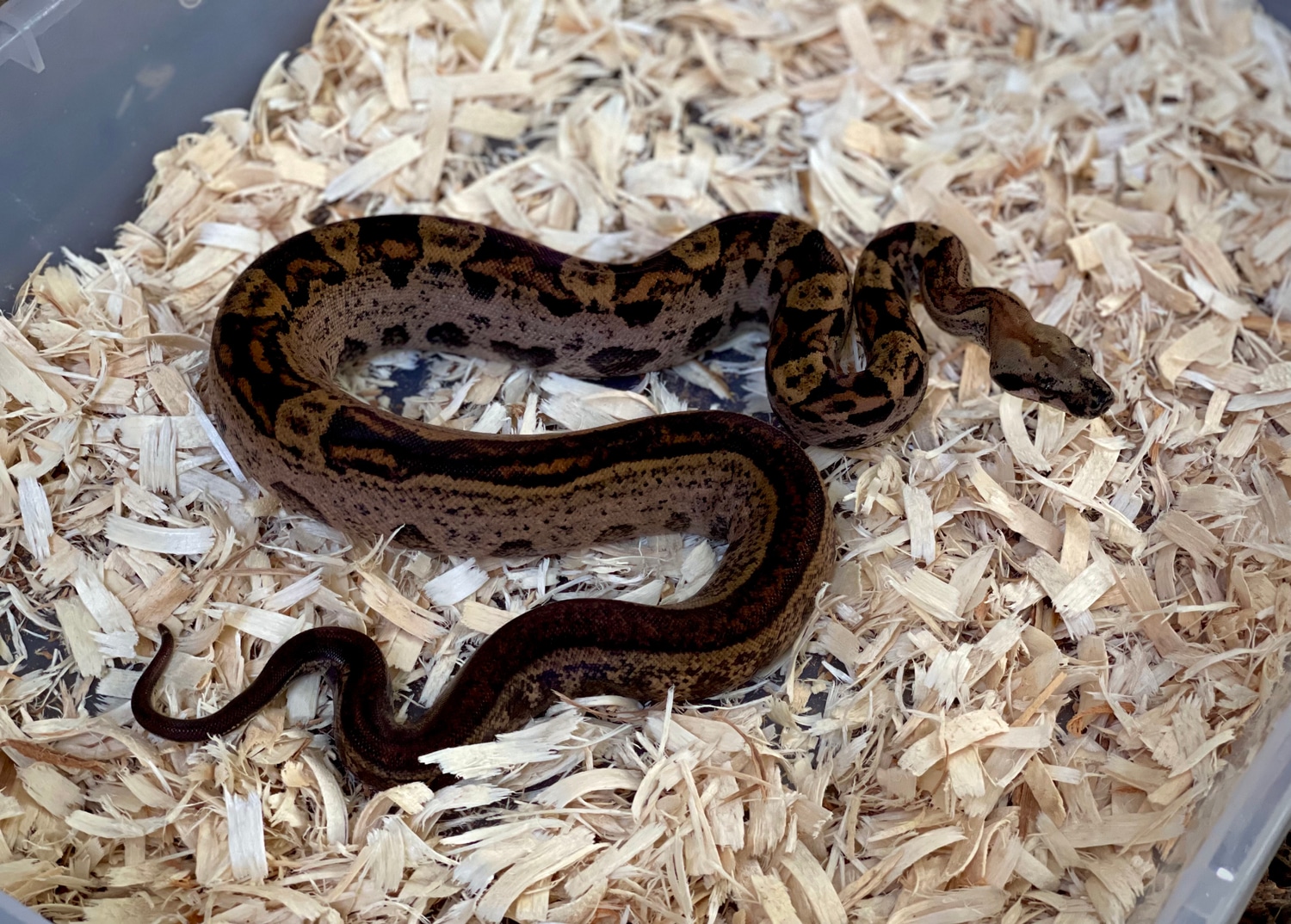 Hypo Img Motley Jungle 100% Het Vpi T+ Sunglow Boa Constrictor by Adam Chesla Reptiles - MorphMarket