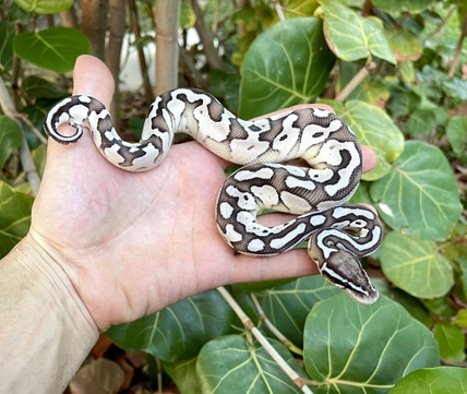VPI Ax Spotnose Leopard Pastel Ball Python by Adam Chesla Reptiles ...