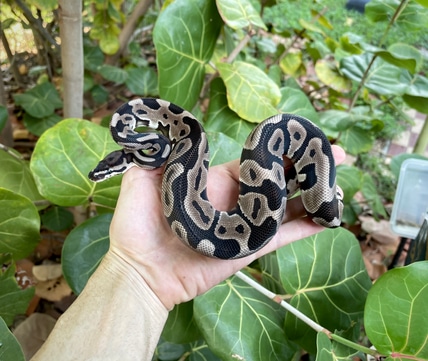 VPI Axanthic Vanilla/Fire 100% Het Pied Ball Python by Adam Chesla ...