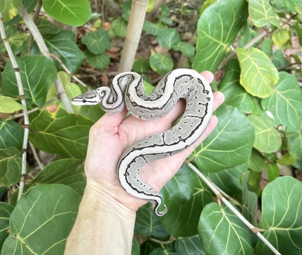 VPI Axanthic Fire/Vanilla Leopard Pastel Ball Python by Adam Chesla ...